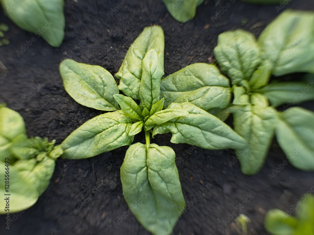 Growing spinach. Close-up. Spinach grows in open ground. On juicy and ...