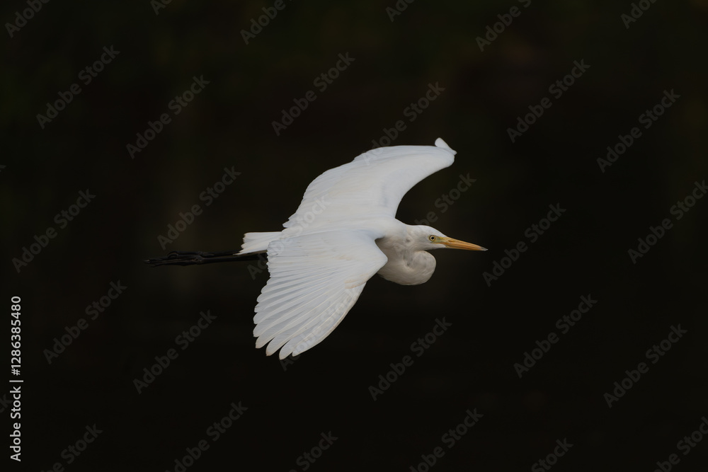 Eastern great egret - Ardea alba modesta in flight with spanned wings ...
