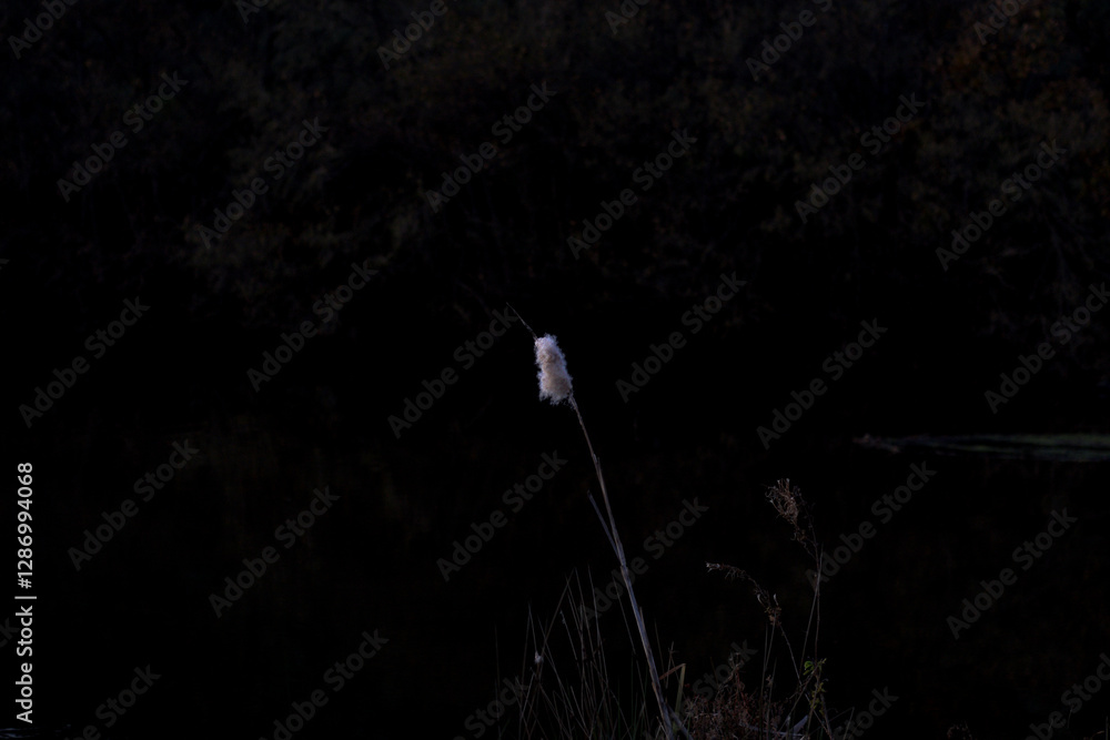 Typha angustifolia bulrush Juncus white isolated plucking fluff in ...