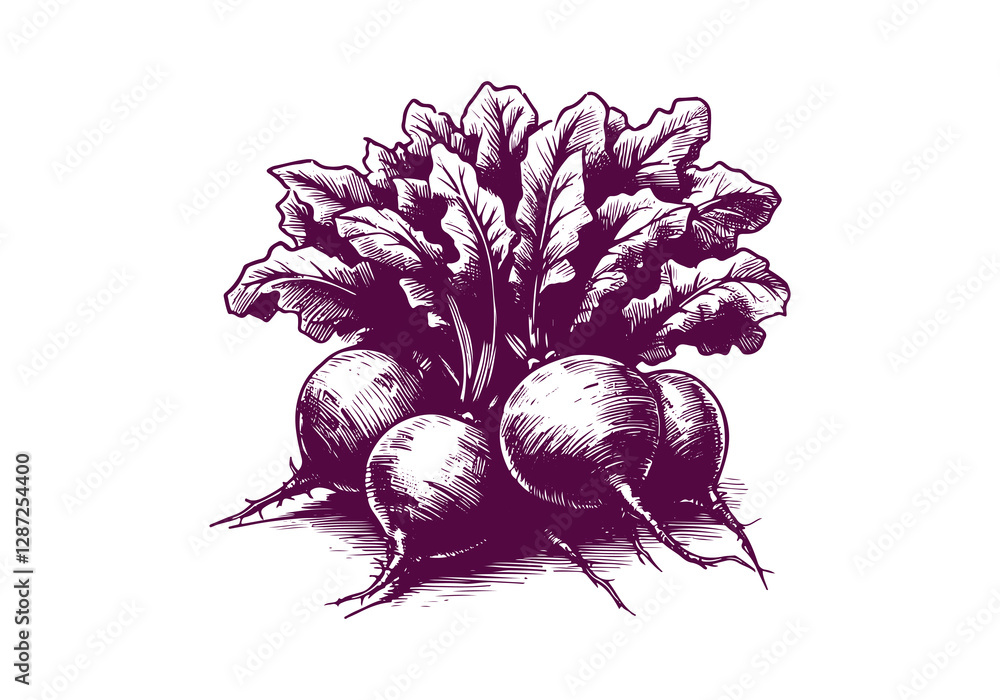 Beetroot Hand Drawn Sketch Vector Isolated Stock Vector | Adobe Stock
