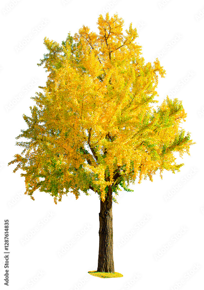 Autumn big tree isolated on a white background with clipping path ...
