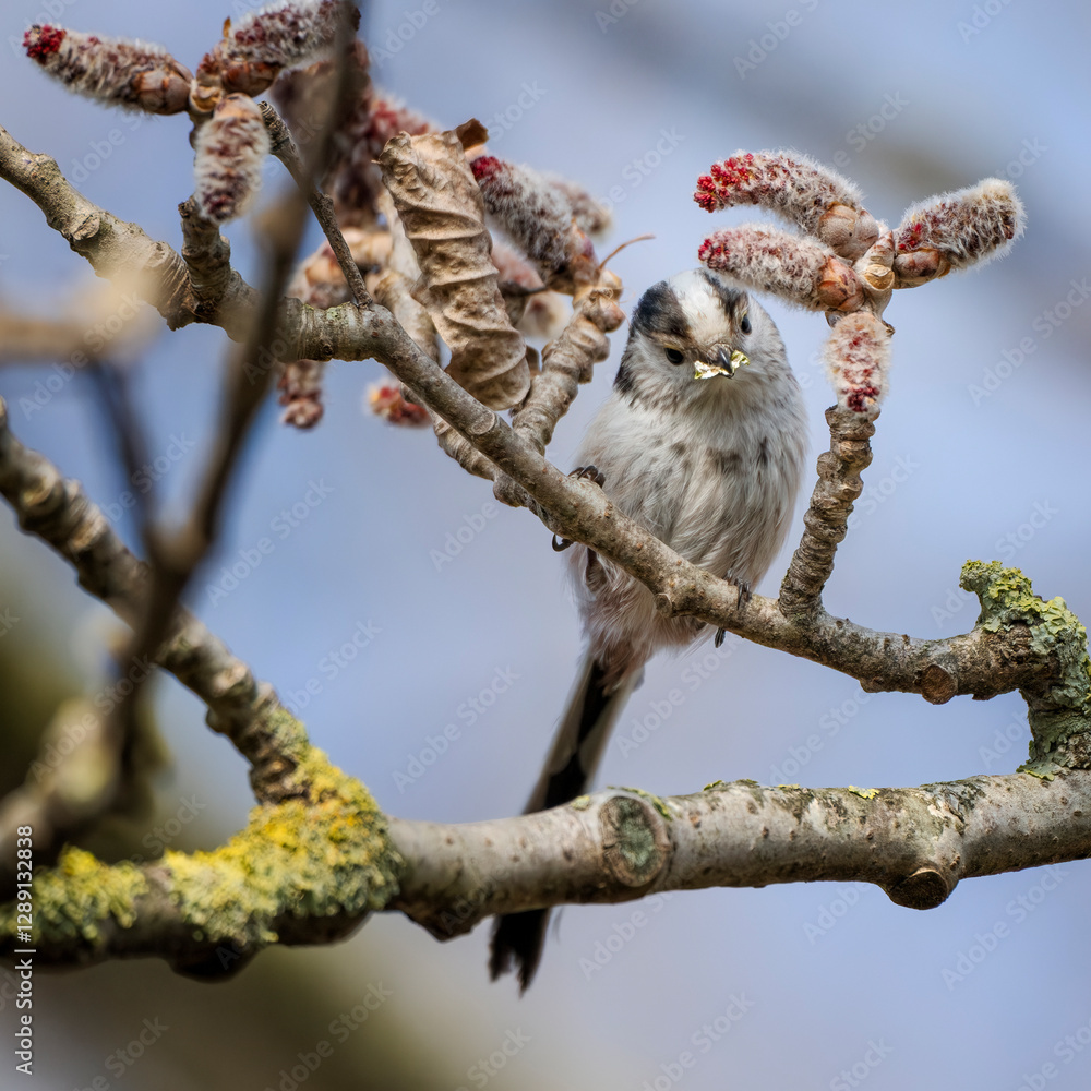 Perched long-tailed tit (Aegithalos caudatus) or long-tailed bushtit ...