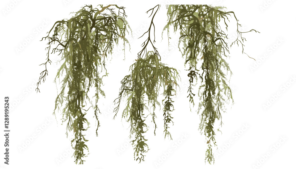 Vector Hanging Spanish Moss, air plant, tropical greenery, Tillandsia ...