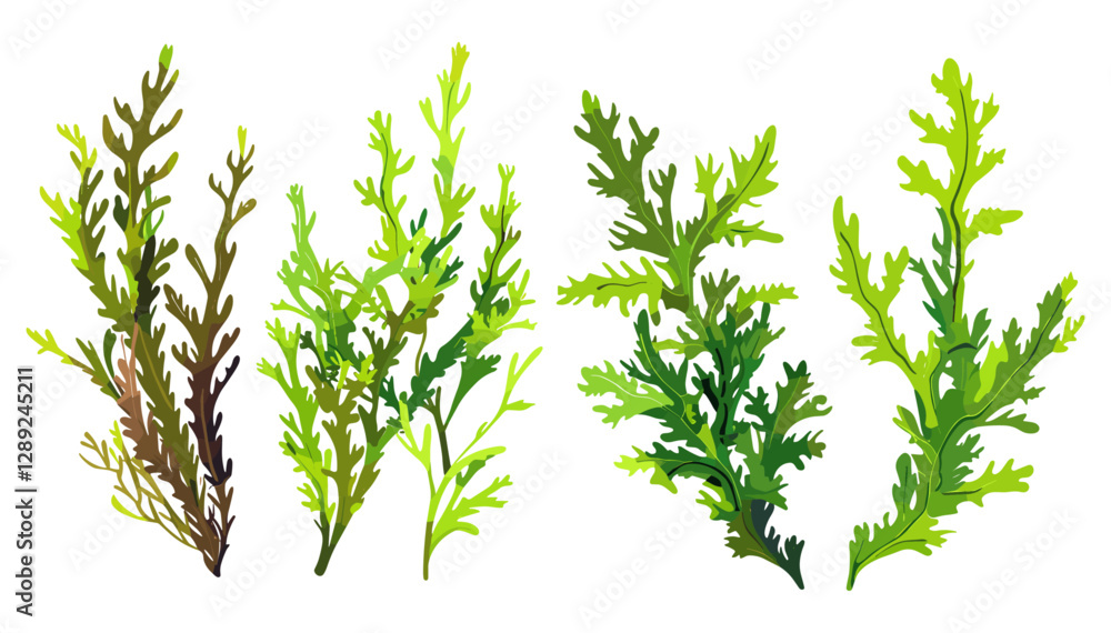 Vector set of Codium Sea Weed on transparent background, marine algae ...