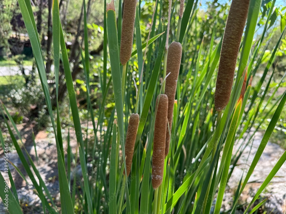 Typha latifolia, bulrush and broadleaf cattail detailed close-up. Typha ...