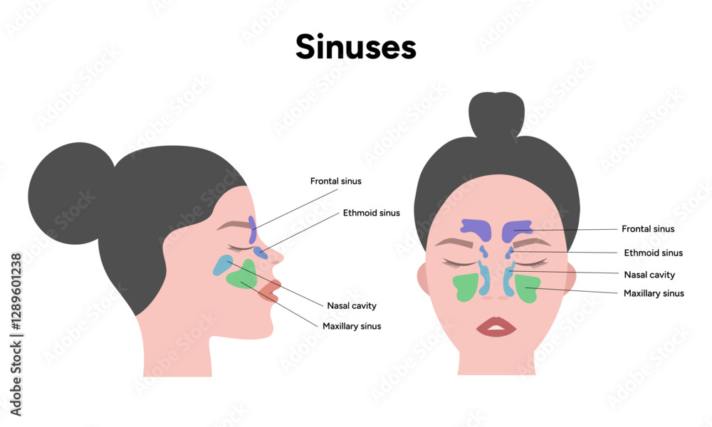 Sinuses anatomy. Nose nasal anatomy. Inflammation Nasal Cavity Stock ...