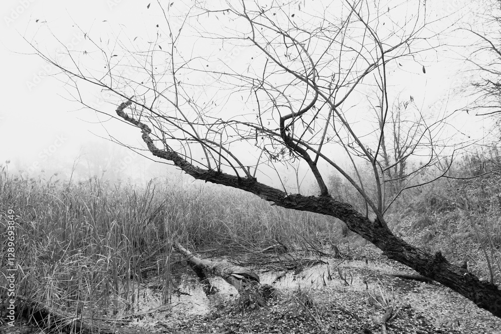 Bare tree branches over tall grass and swamp in a moody landscape Stock ...