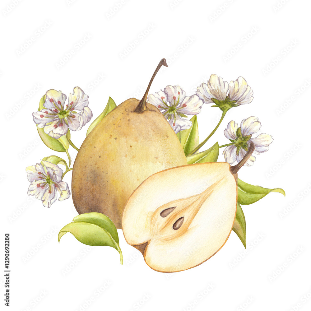 Juicy Chinese Pear and pear cut in half with flowery branch and green ...