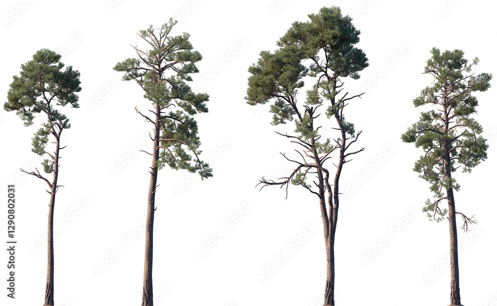 Set of Pinus radiata (the Monterey pine, insignis pine, or radiata pine ...
