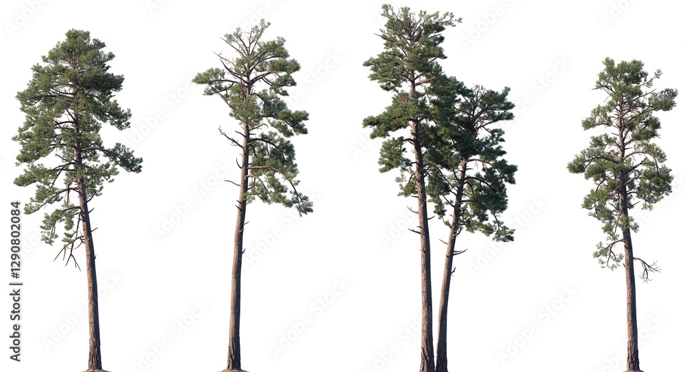 Set of Pinus radiata (the Monterey pine, insignis pine, or radiata pine ...