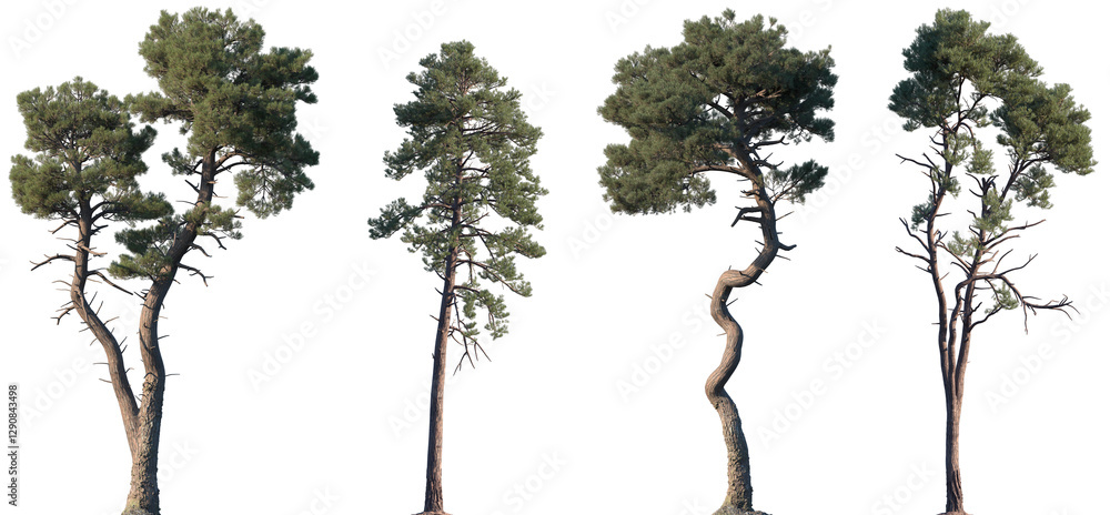 Set of Pinus radiata and Pinus muricata frontal isolated png on a ...