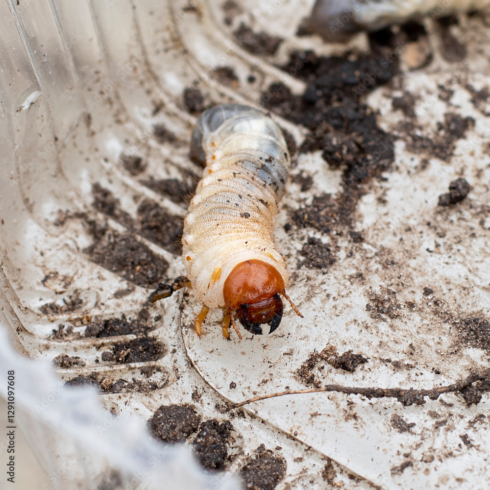Cockchafer larva, hairy segmented white semi-transparent worm with ...