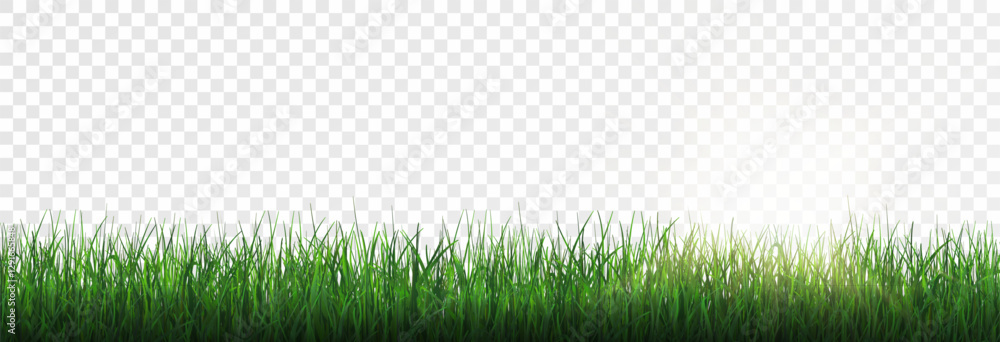 Grass, lawn, grass border isolated on transparent background, vector ...