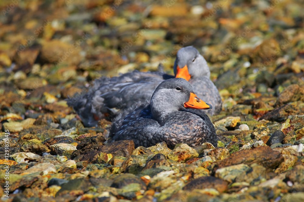 Fuegian steamer duck (Tachyeres pteneres) aka the Magellanic flightless ...