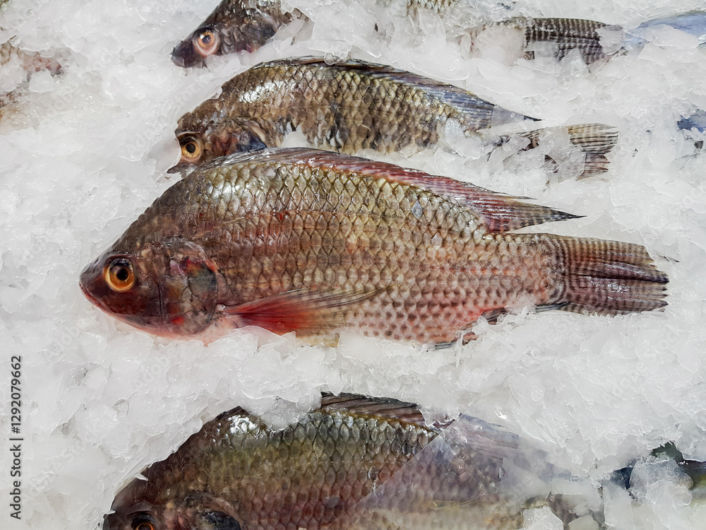 Fish used as ingredients in cooking, fresh tilapia frozen on the ...