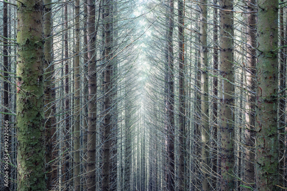 Moody Spruce Forest with Symmetrical Tree Trunks and Bare Branches ...