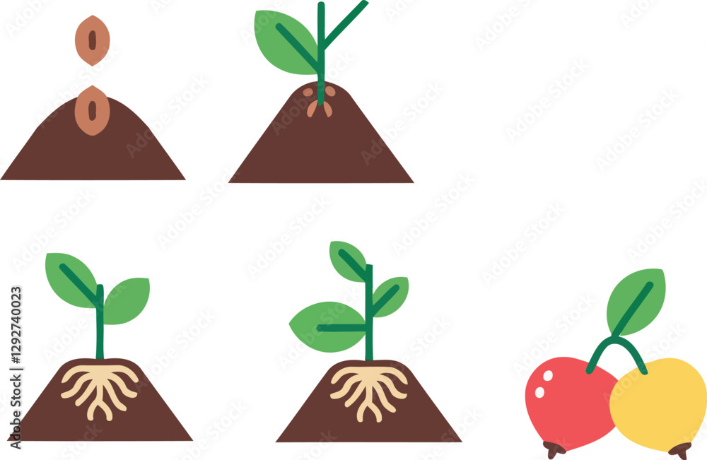 Vector Illustration of a Plant Growth Cycle from Seed to Fruit with ...