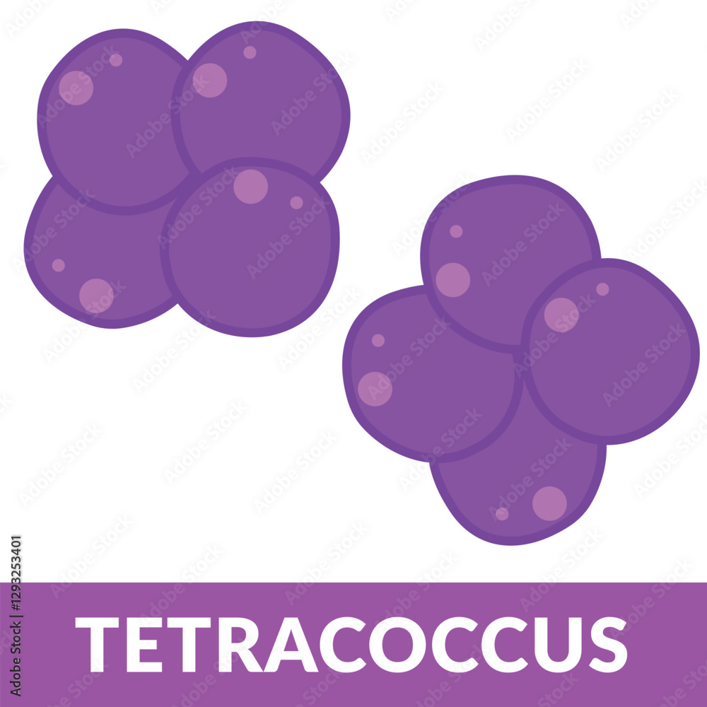 Coccus morphology Tetracoccus Shape Illustration Stock Vector | Adobe Stock