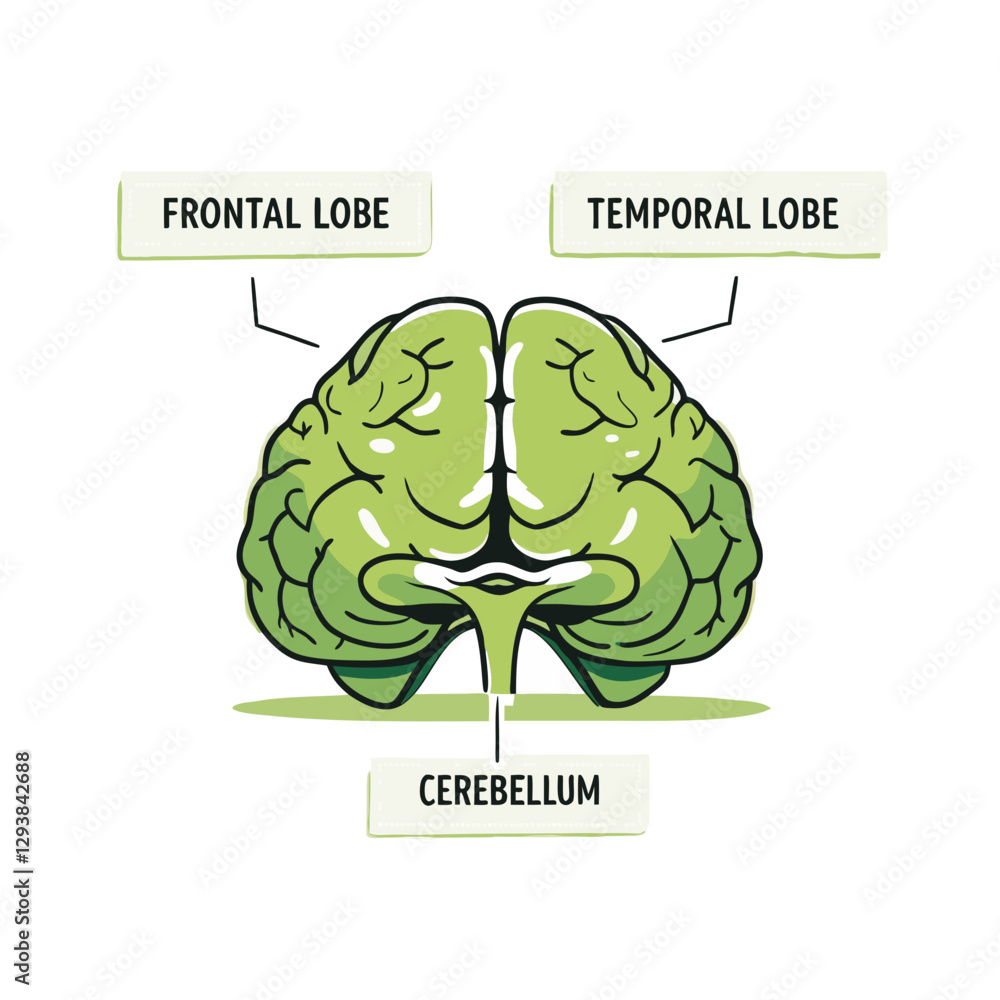 Vector illustration of a labeled human brain, highlighting the frontal ...