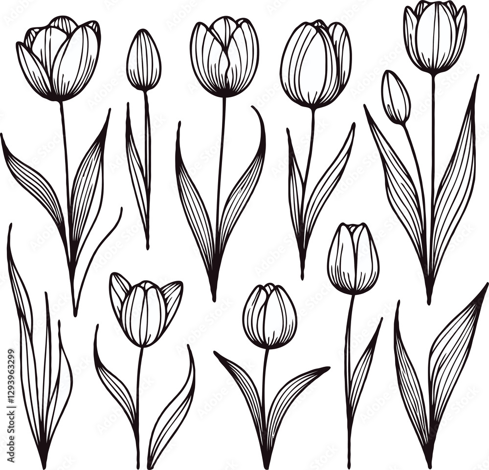 png Hand drawn tulip sketch, tulips buds flower, leaf, set of spring ...