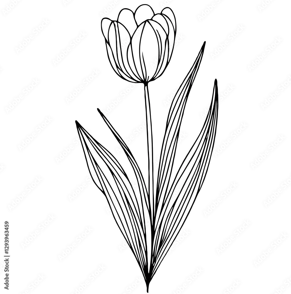 png Hand drawn tulip sketch, tulips buds flower, leaf, set of spring ...