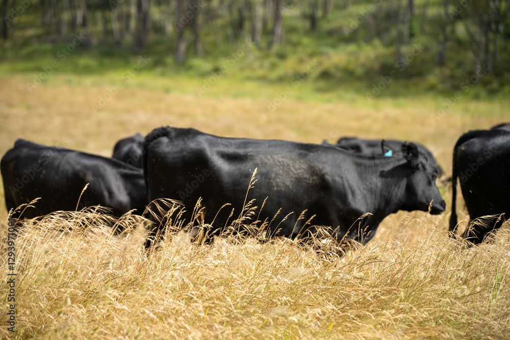 beautiful black angus cattle in Australia eating grass, grazing on ...