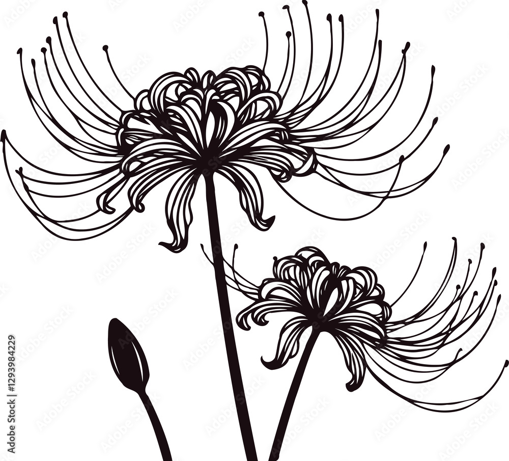 PNG, Hand drawn lilies sketch, spider lily buds flower, set of flowers ...