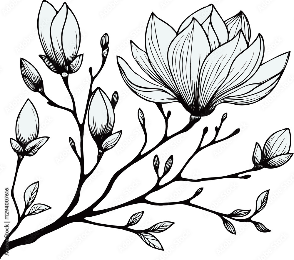 PNG Hand drawn magnolia sketch, buds flower, leaf, set of flowers ...