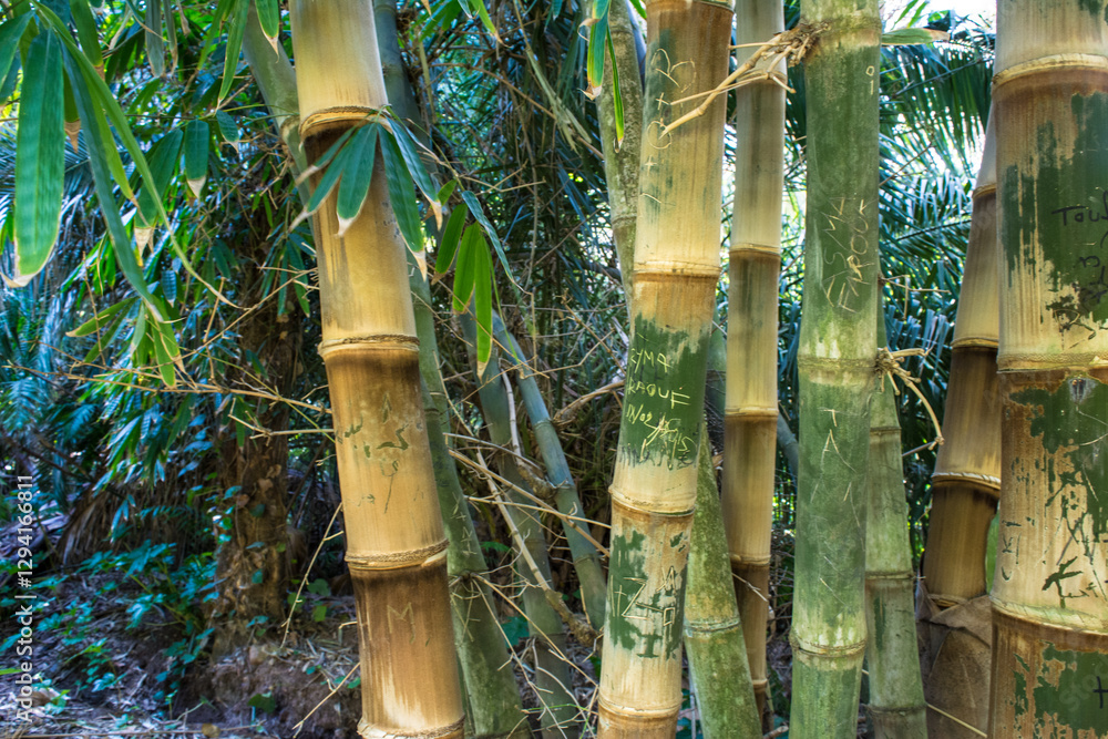 Stock-Foto „Bamboo forest, A straight bamboo pole, Yellow bamboo ...