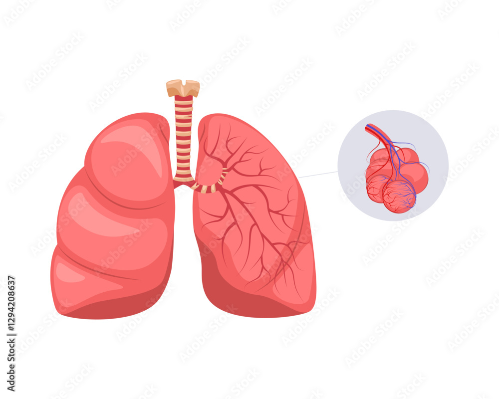 Human respiratory system, lungs, anatomy of internal organs, bronchi ...