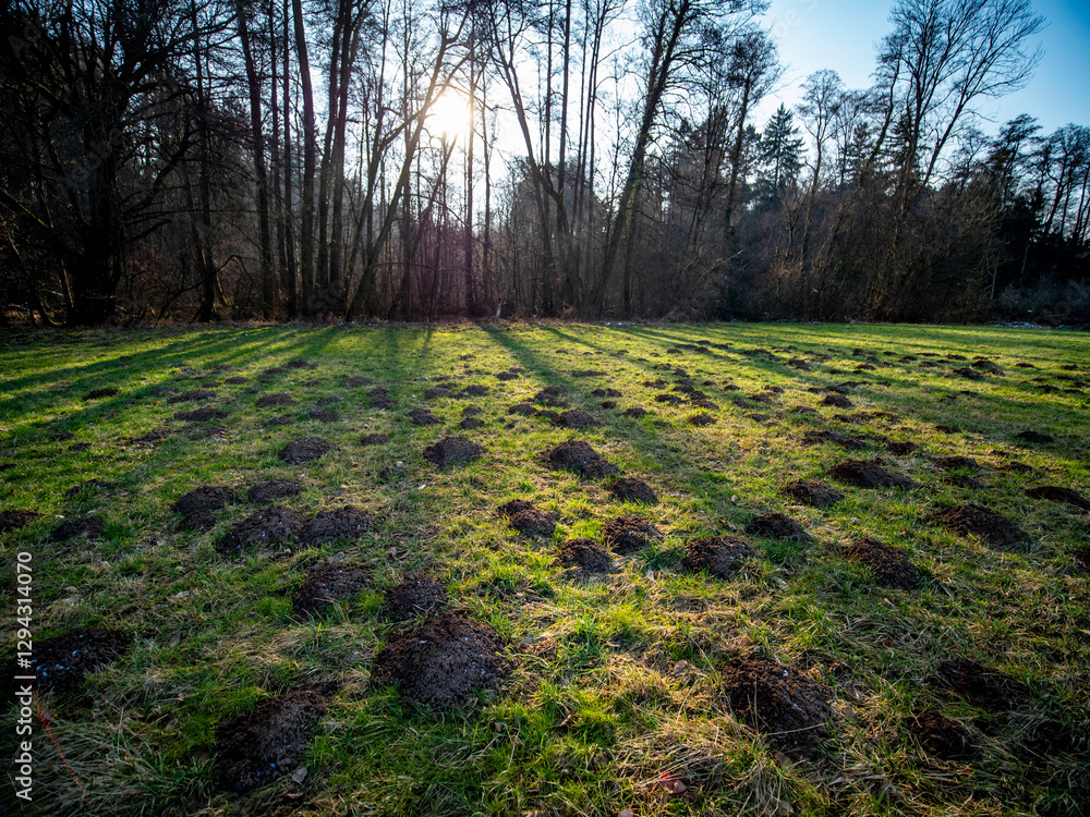 Viele Erdhaufen eines Wühlmausbaus im Winter Stock Photo | Adobe Stock