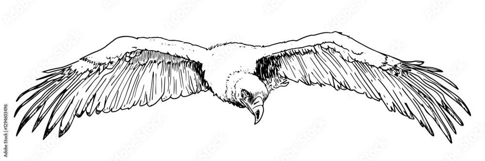 flying vulture with wide wingspan vector doodle black sketch ...