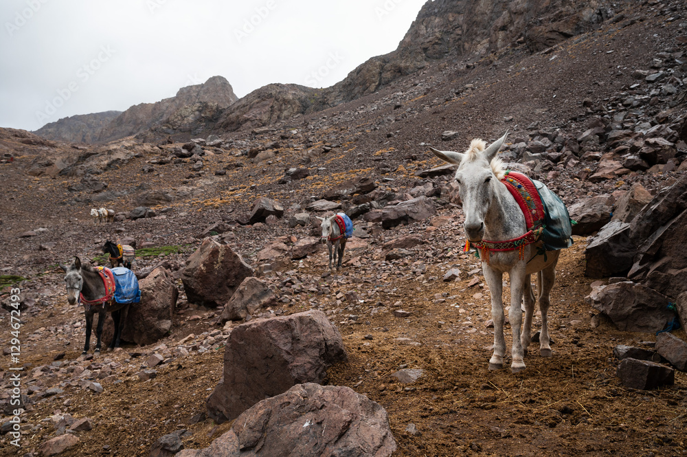 Mules on the trail up the peak Toubkal in Morocco, the highest mountain ...