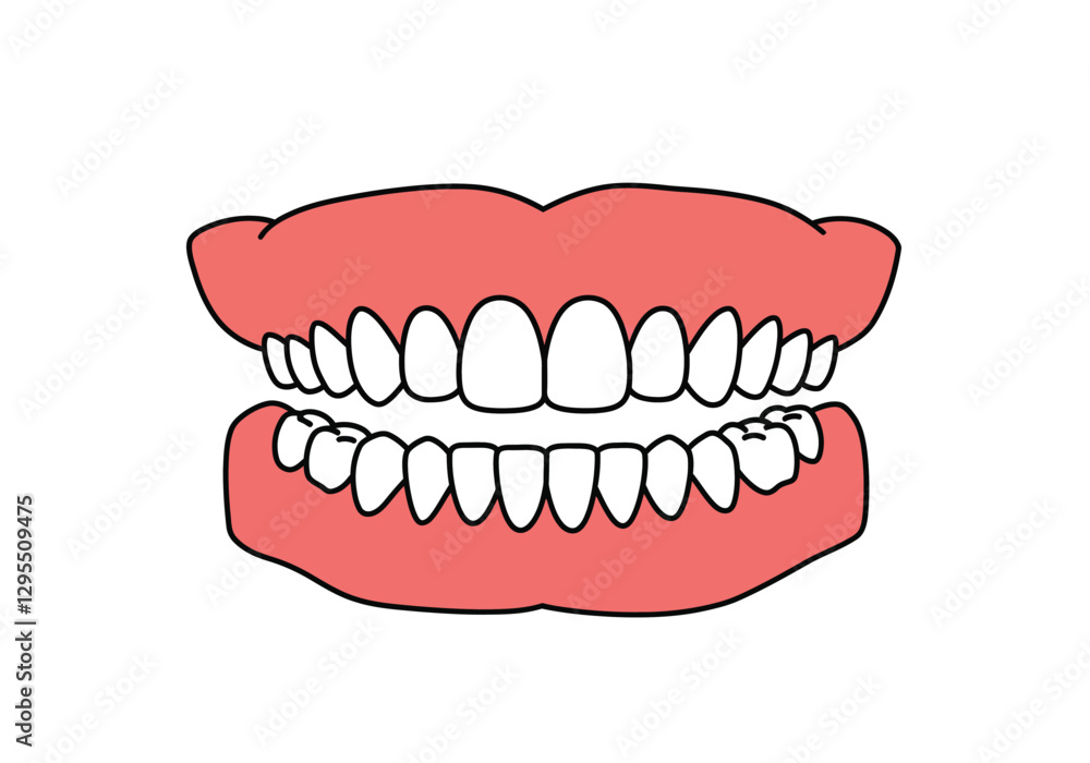 False teeth clip art. This image shows a set of false teeth with both ...