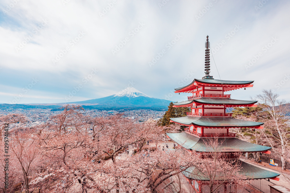 Panorama of Mount Fuji with sakura cherry Blossom in Spring and ...