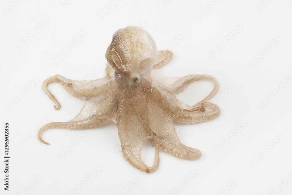 Octopus is a mollusk of the octopus family. It is similar to an octopus ...