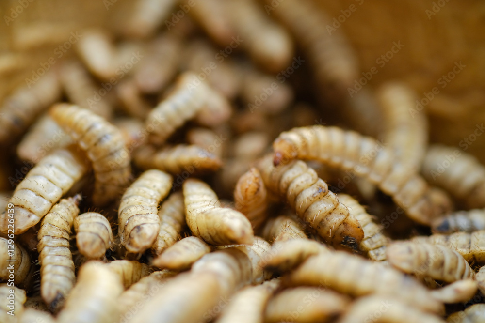 Black Soldier Fly Larvae (Hermetia illucens) or maggots are animals ...
