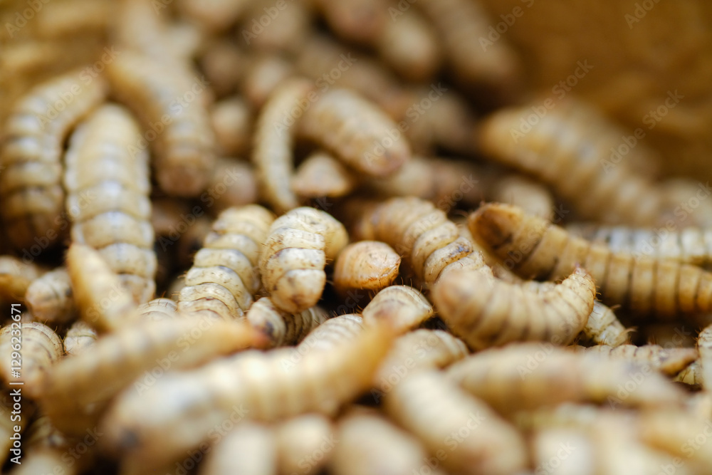 Black Soldier Fly Larvae (Hermetia illucens) or maggots are animals that are able to decompose ...