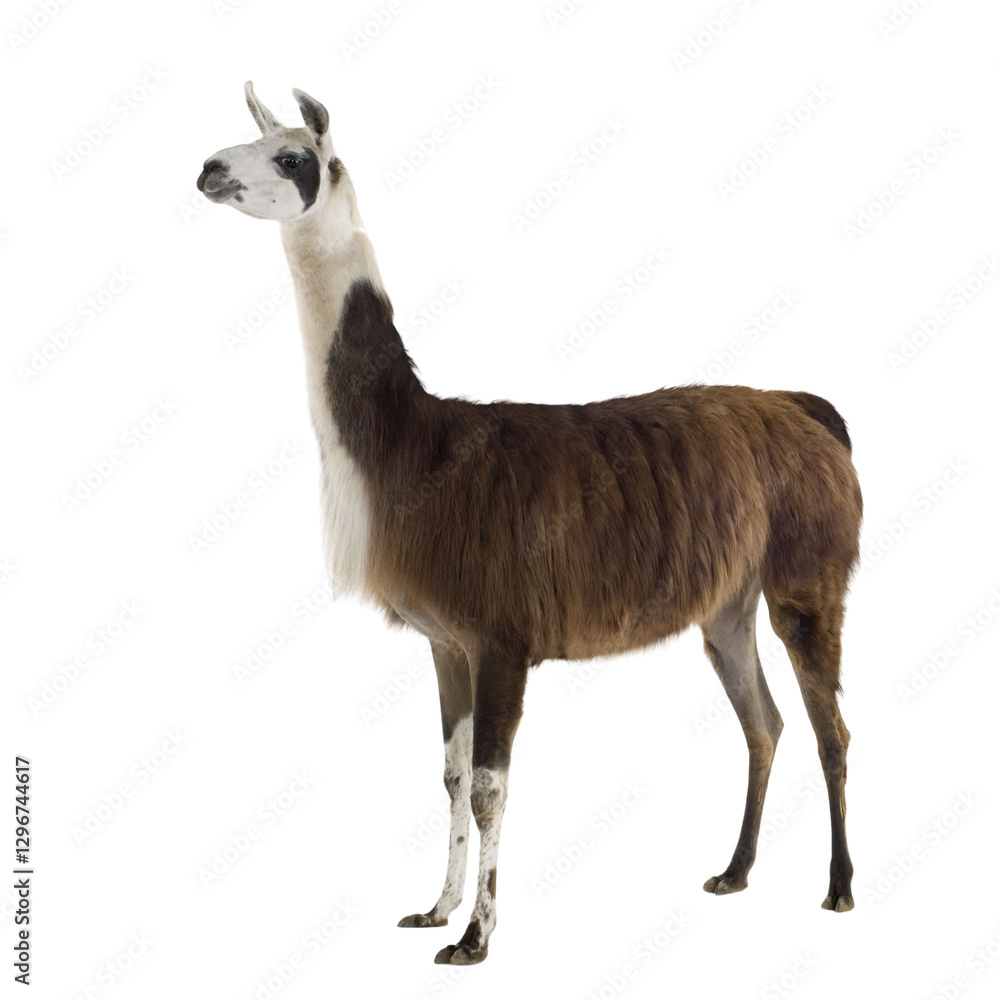 Full body shot of a llama standing against a transparent background ...