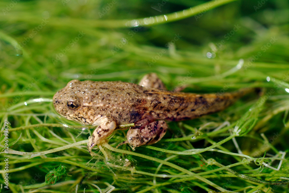 Photograph of a tadpole in the tetrapod phase of Perez's frog ...