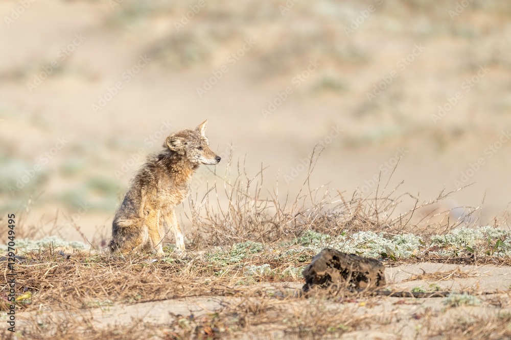 Coyote (Canis latrans) with Mange contagious infection, a contagious ...