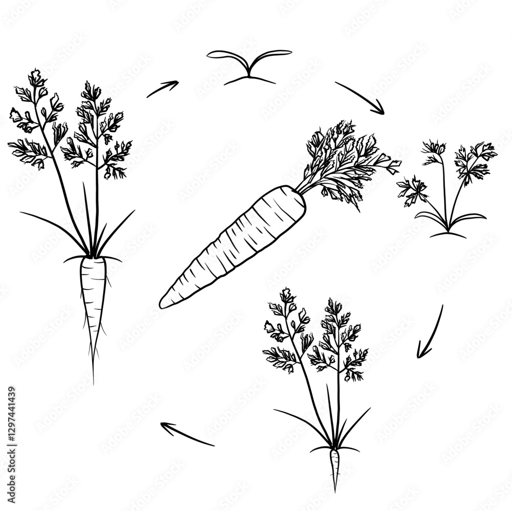 Hand drawn vector sketch illustration Line art, Life cycle of Carrot ...