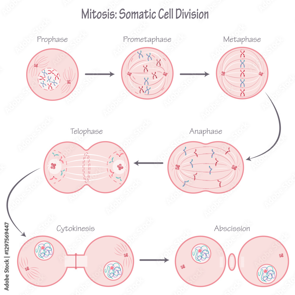 Mitosis Phases Somatic Cell Division science graphic Stock Vector ...