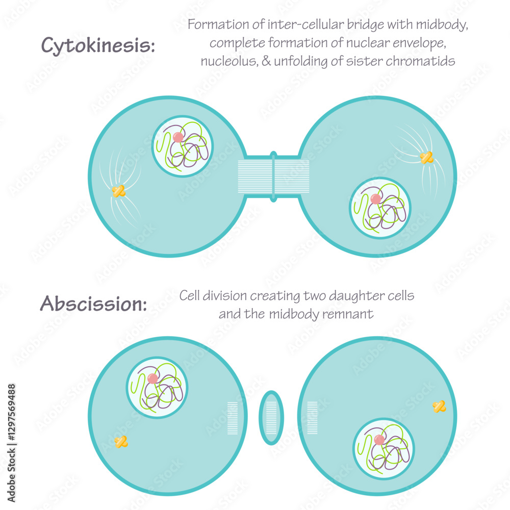 Cytokinesis and Abscission phases of mitosis Stock Vector | Adobe Stock