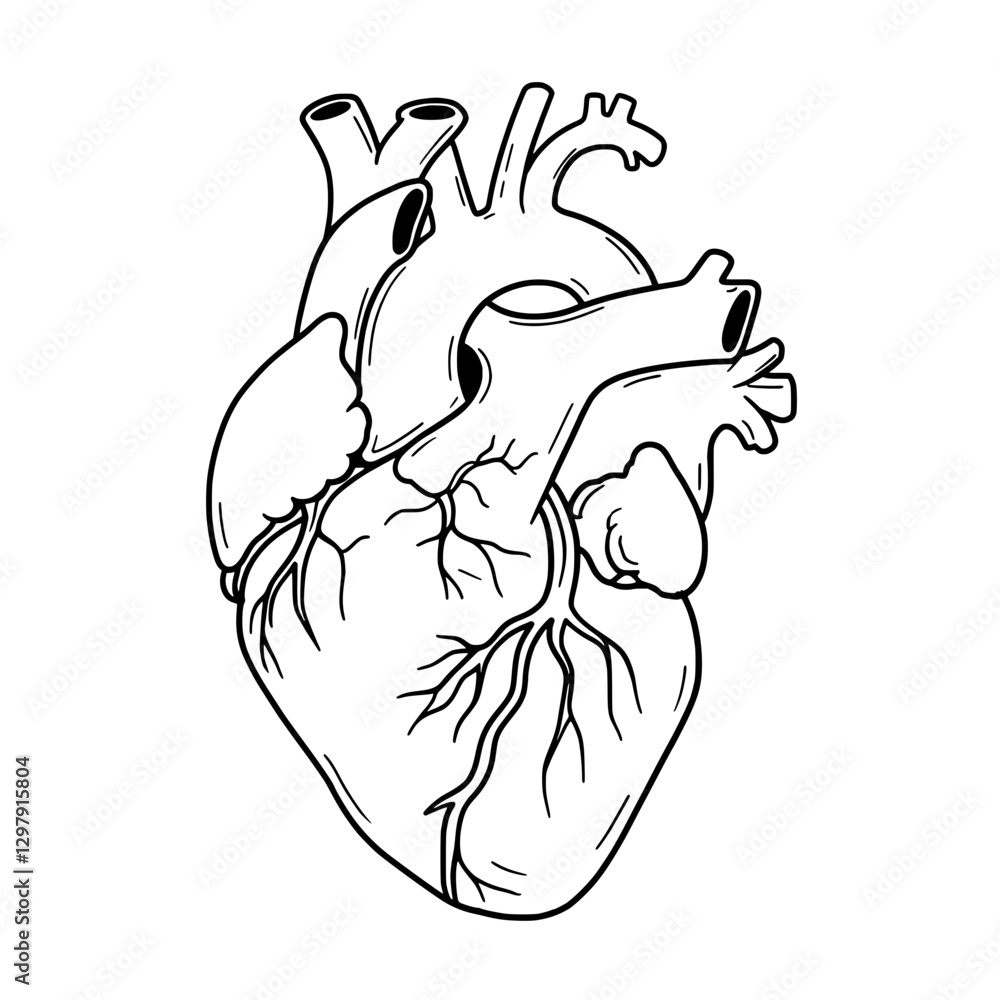 Anatomical Heart: A detailed, monochrome line drawing of the human ...