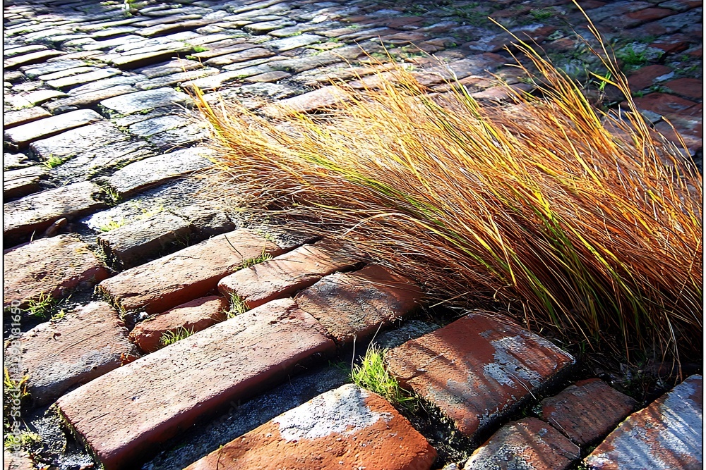 Golden grass thrives between weathered brick paving stones, a testament ...