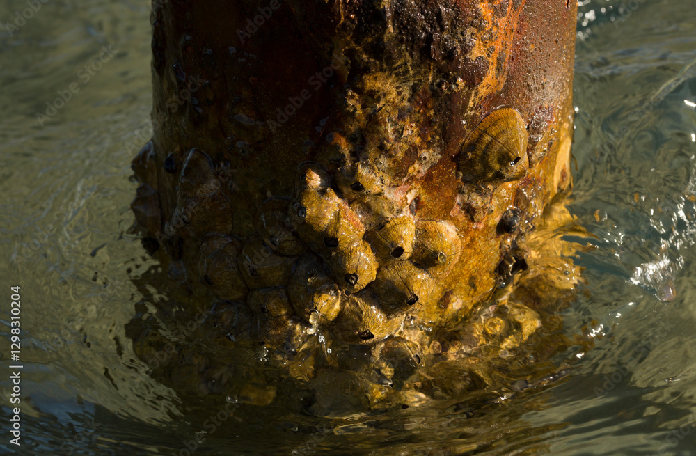 Tetraclita squamosa - Thatched barnacle. Balanus (Balanomorpha) is a ...