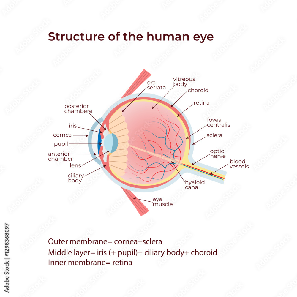 The structure, anatomy of the human eye, sagittal plane. The three ...