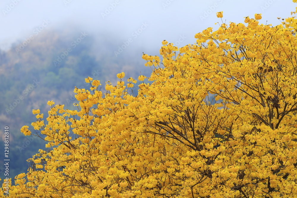Tabebuia chrysantha or Handroanthus chrysanthus was declared the ...