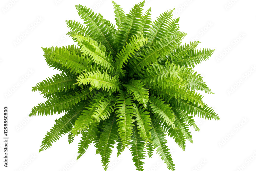 Lush green fern plant nature background transparent png for creative ...